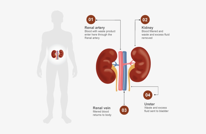 Kidneys Filter Blood And Remove Waste - Size Of Your Kidney Transparent ...