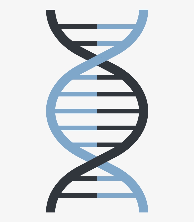 Dna Icon Transparent PNG - 619x978 - Free Download on NicePNG