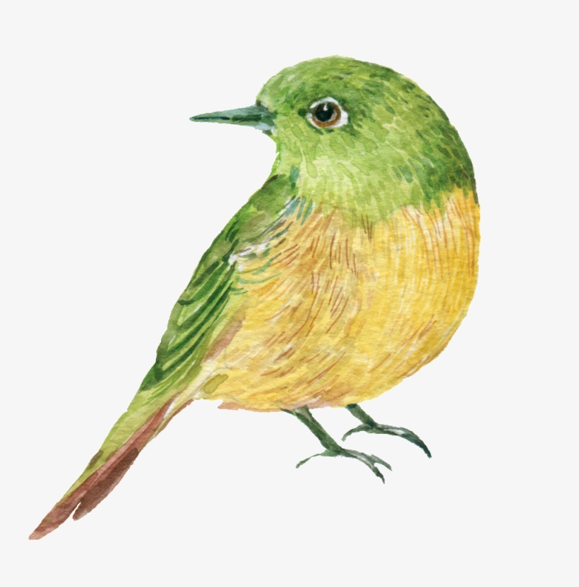 Hand Painted Barley Bird Png Transparent - Watercolor Painting ...