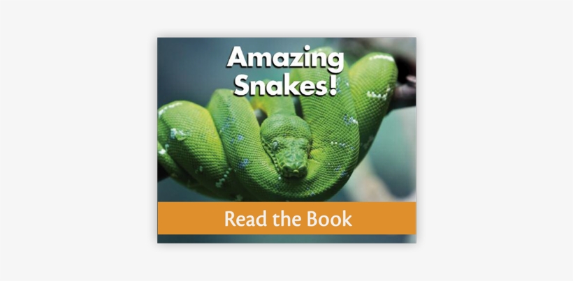 Amazing Snakes From Reading Series Two Decodable Books - Book ...