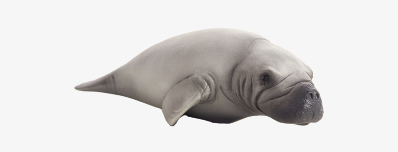 Manatee - Manatee Png Transparent PNG - 540x234 - Free Download on NicePNG