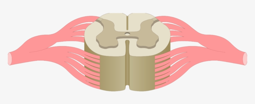 An Image Showing The Gray Matter Of A Spinal Cord Segment - Spinal Cord ...