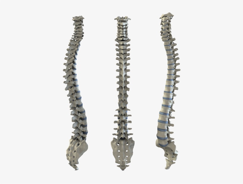 The Central Feature Of Human Back Is Vertebral Column, - Mechanical ...