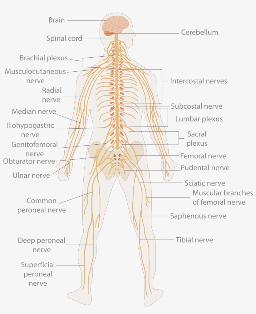 Download Primary Spinal Cord Tumours - Body Nerves Diagram - HD ...