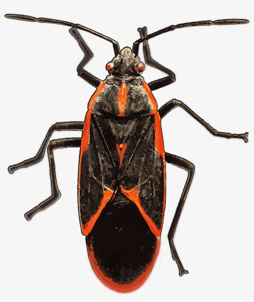 Boxelder Bugs - Boxelder Bug Transparent PNG - 1000x1000 - Free ...