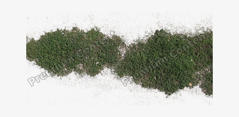 Plants Decals - Grass Decal Texture Transparent PNG - 640x322 - Free ...