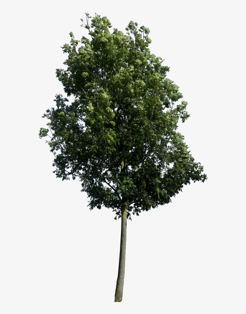 Free Icons Png - Japanese Maple Tree Png Transparent PNG - 600x976 ...