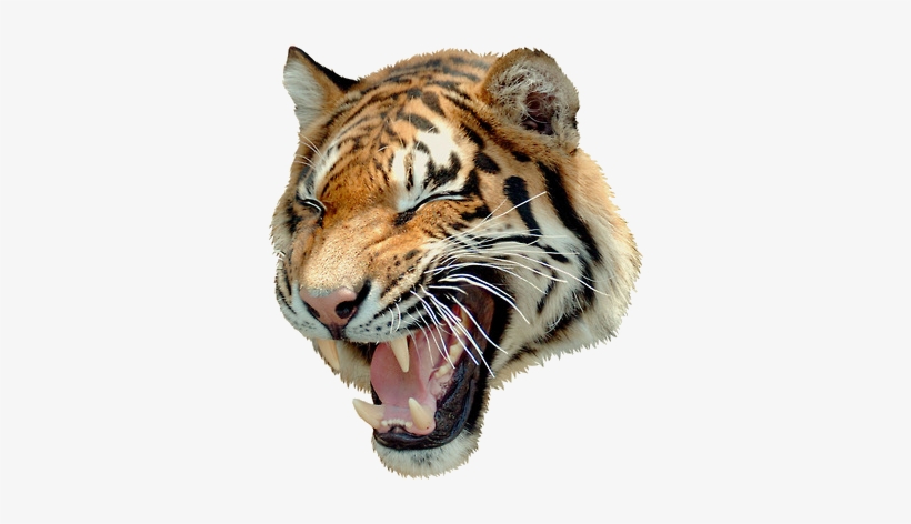 Angry Tiger Png - Uncle Grandpa Tiger Angry Transparent PNG - 389x407 ...
