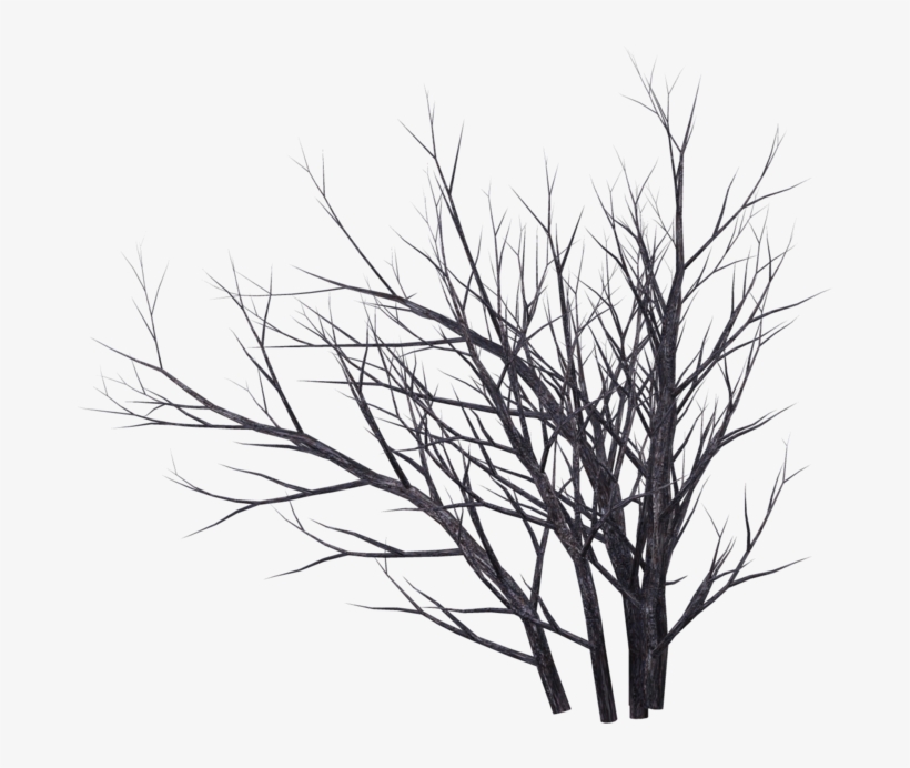 Bush Drawing Png Transparent PNG - 1024x639 - Free Download on NicePNG