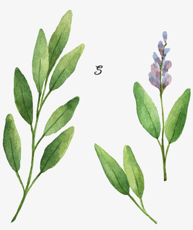 Common Sage Stock Illustration Drawing Illustration - Sage Illustration ...