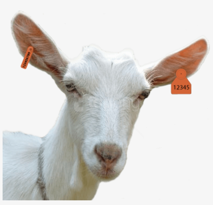 Goat Head Png Transparent PNG - 392x359 - Free Download on NicePNG