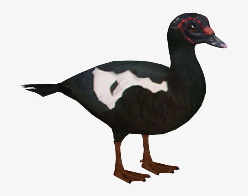 Muscovy Duck F - Muscovy Duck Png Transparent PNG - 684x684 - Free ...