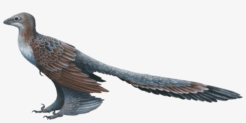 Four Winged Dinosaurs Transparent PNG - 1200x583 - Free Download on NicePNG