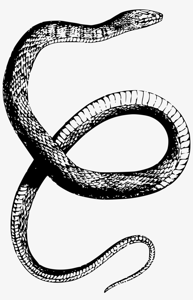 Download Drawn Snake Snake Png - Snake Drawing Transparent - HD ...