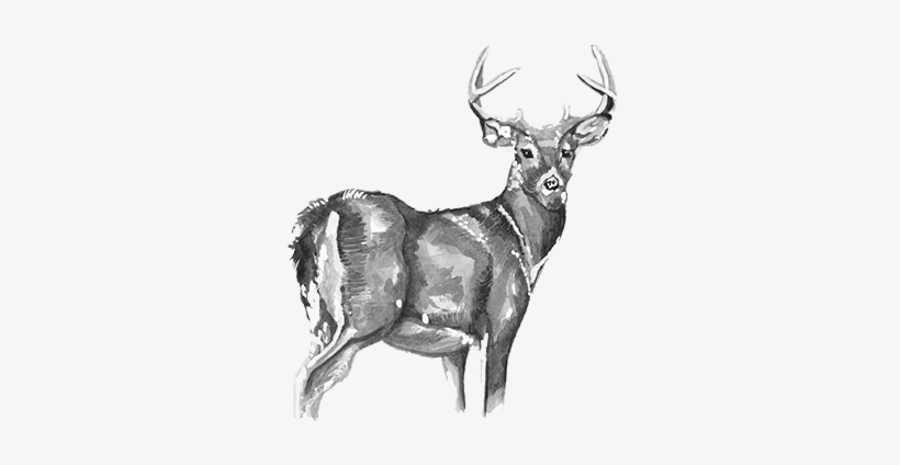 Buck - Sketch Transparent PNG - 541x343 - Free Download on NicePNG