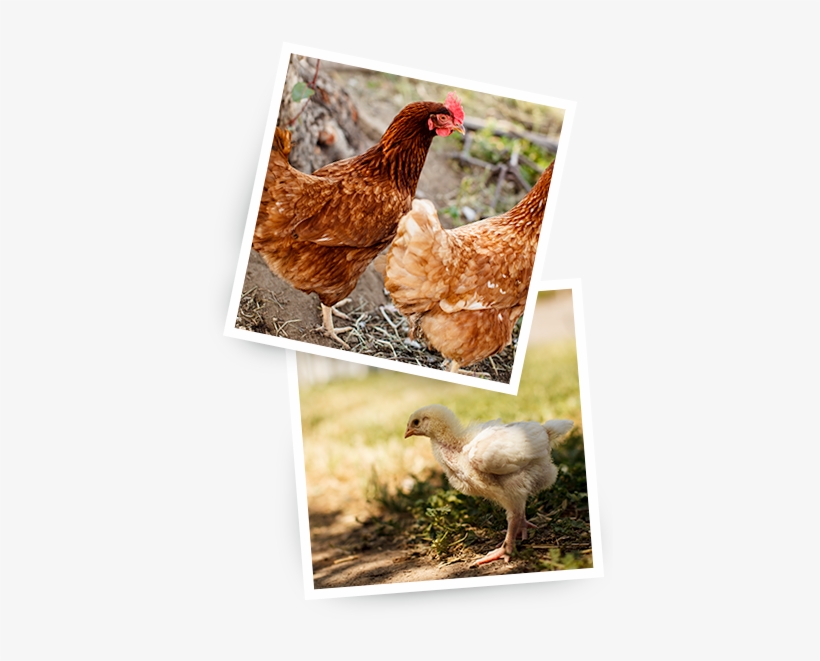 Chickens - Primal Pastures Transparent PNG - 406x592 - Free Download on ...