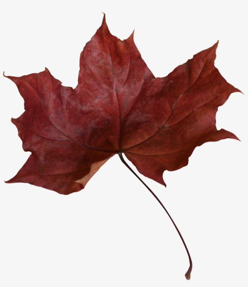 Maple Leaf Png Transparent Picture - Dead Red Maple Leaf Transparent ...