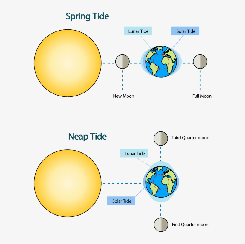 Spring Tides - Moon And Sun At Right Angles Transparent PNG - 668x810 ...