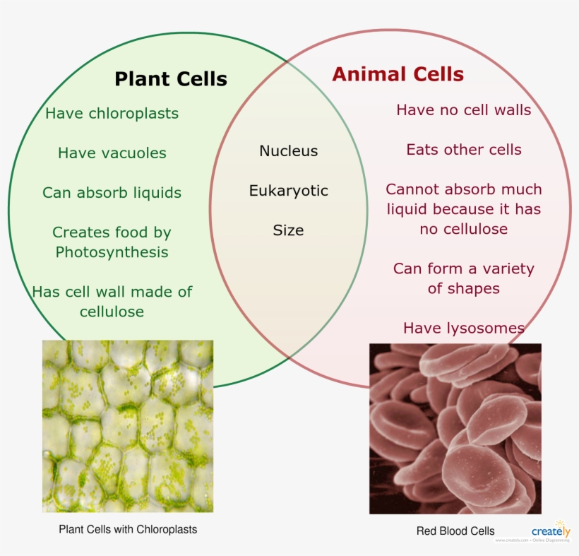 Plant Vs Animal Cells Venn Diagram Labeled Diagram Of Plant Cell And 