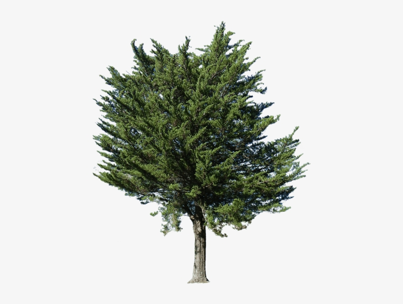 Free Png Fir-tree Png Images Transparent - Tree Transparent Transparent ...