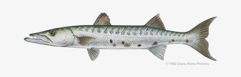Smaller Barracudas Sometimes School, But The Large - Barracuda Fish ...