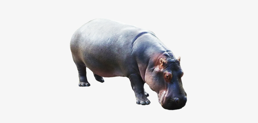 Transparent Animals Hippopotamus - Hippo Png Transparent PNG - 413x327 ...