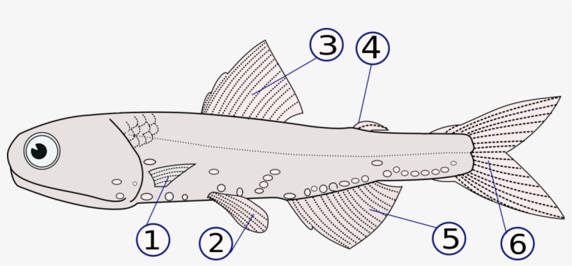 Fin Animals Transparent PNG - 1199x500 - Free Download on NicePNG