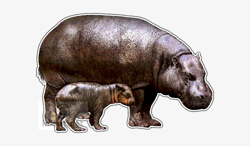 Pygmy Hippopotamus Decal - Pygmy Hippo In Art Transparent PNG - 590x400 ...