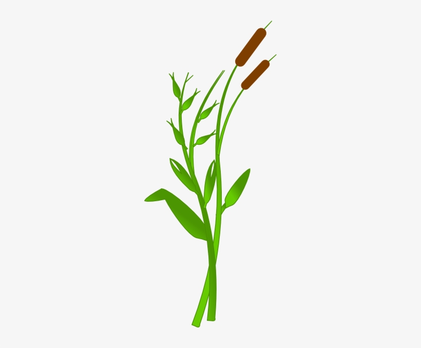 Cattail 2 - Grass Border Clip Art Transparent PNG - 258x598 - Free ...