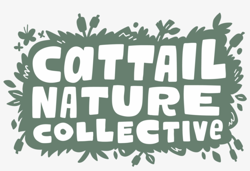 Cattail - Color - Illustration Transparent PNG - 1000x773 - Free ...