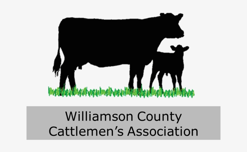 Picture3 - Angus Cow And Calf Transparent PNG - 644x454 - Free Download ...