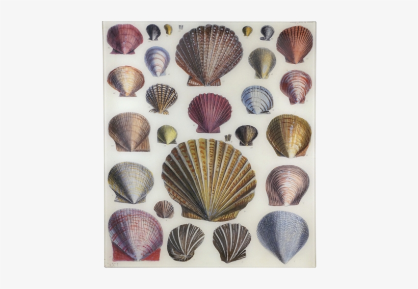 Shells Shells - John Derian Shells Transparent PNG - 500x500 - Free ...