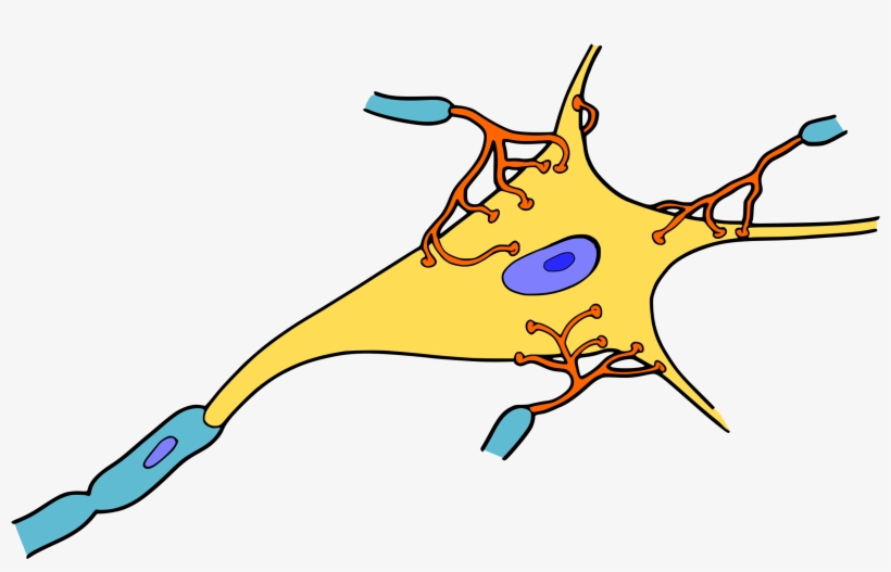 Big Image - Neuron Png Transparent PNG - 2400x1494 - Free Download on ...