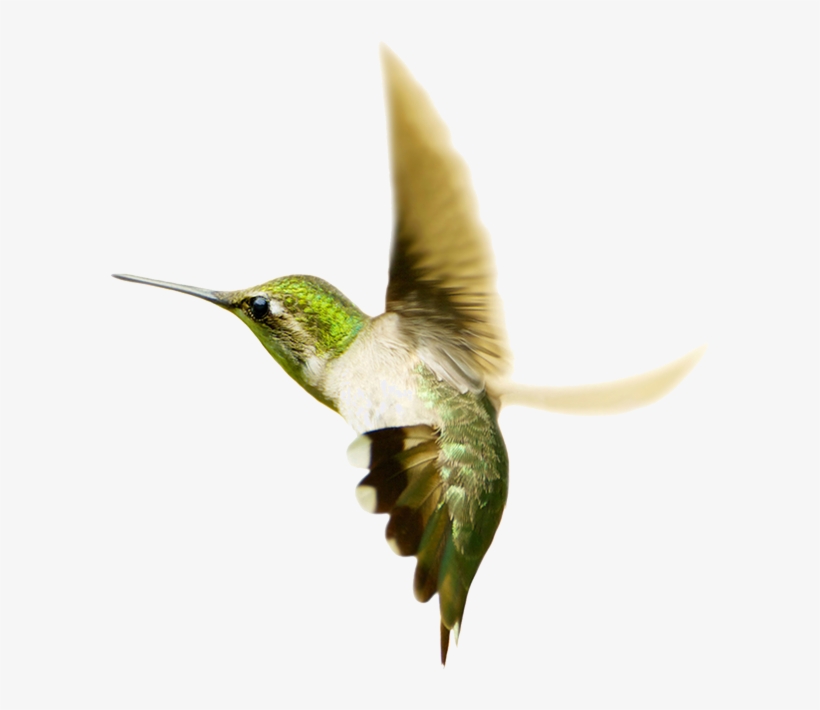Hummingbird Png Transparent Images - Humming Birds Fighting Transparent ...
