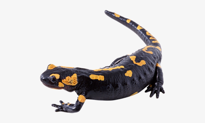 Download Salamander Png Image Background - Salamandra Png - HD ...