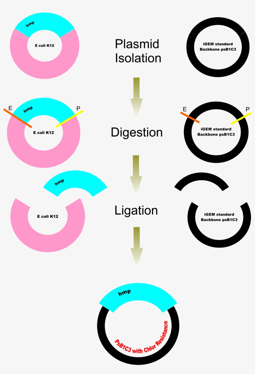 Outline Of Project Steps - Circle Transparent PNG - 2153x3049 - Free ...