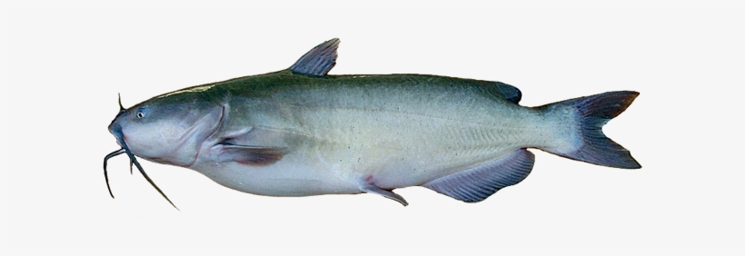 Catfish Transparent Background - Catfish Png Transparent PNG - 600x281 ...