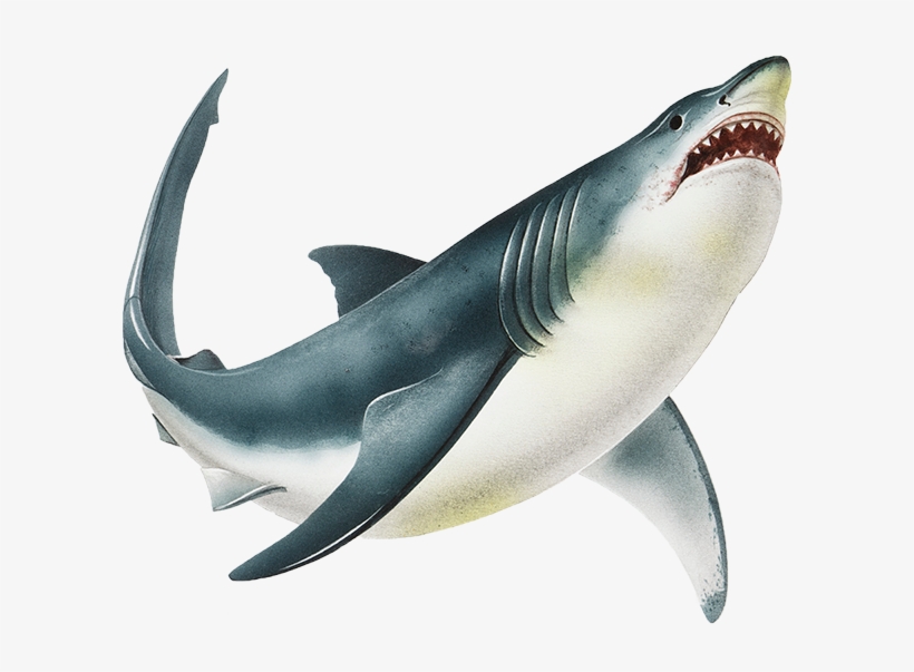 Shark Png Image Transparent Background - Shark: In Peril In The Sea ...