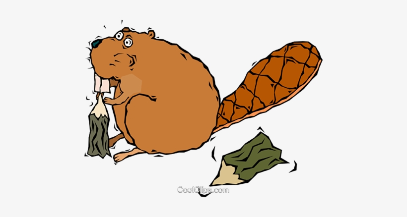 Beaver, Chewing On A Tree Royalty Free Vector Clip - Бобер Png ...