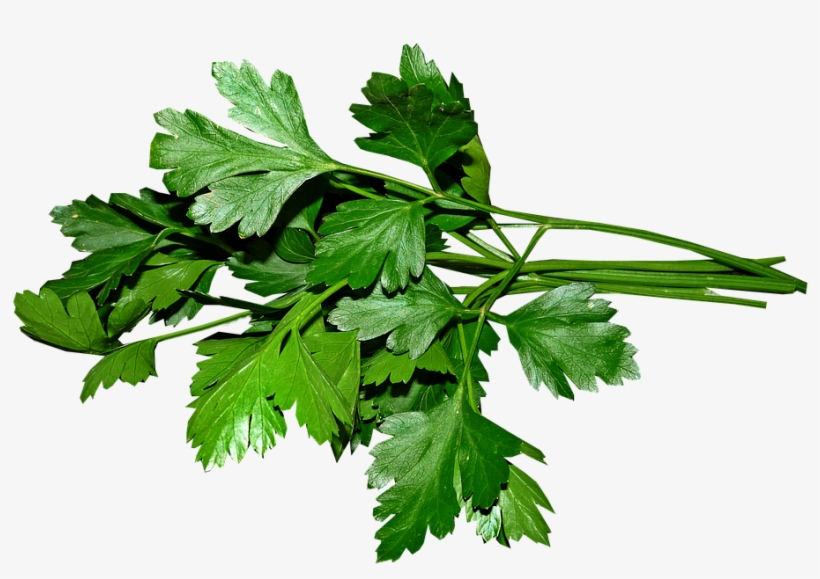 Parsley, Leaves, Cooking, Food, Herbs, Ingredient - Perejil Png ...