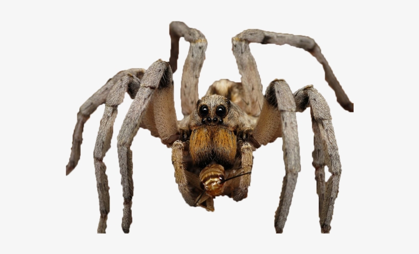 File 131673142251 - Big Spider Png Transparent PNG - 586x454 - Free ...