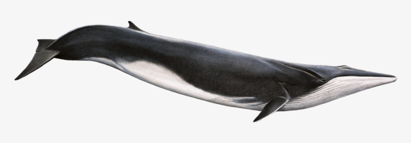 Finback Whale, Baleen Whales, Whale Illustration, Whale - Fin Whale ...