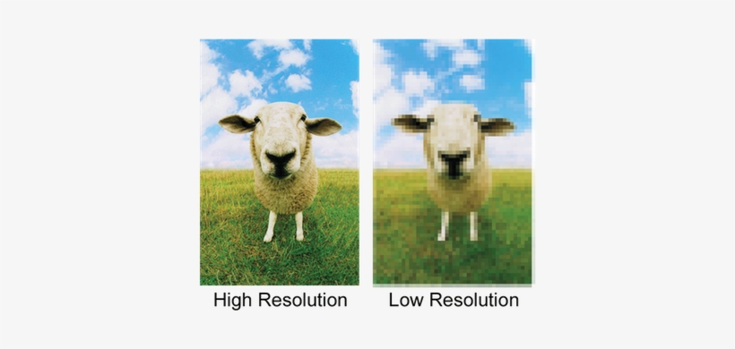 Hi Rez Vs Low Rez Images - Close Up Of Sheep Photo Art Print Poster ...