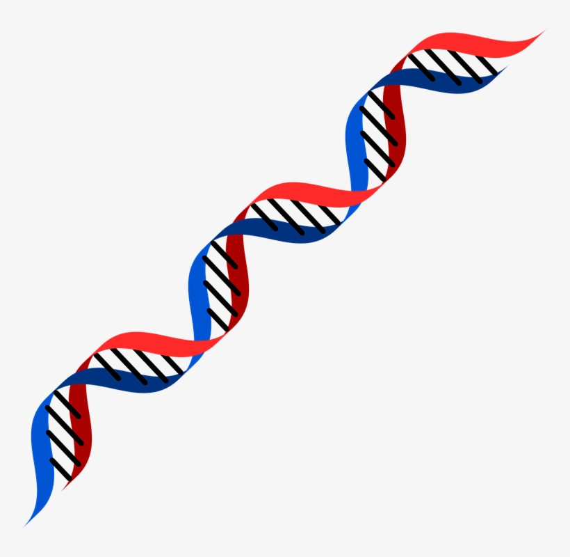 Dna Red And Blue Transparent PNG - 757x720 - Free Download on NicePNG