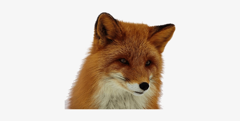 Download Fox Png - Transparent Red Fox - HD Transparent PNG - NicePNG.com