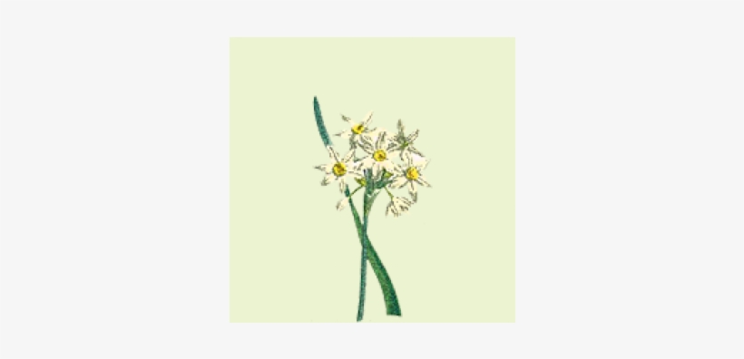 Edelweiss Transparent PNG - 600x315 - Free Download on NicePNG