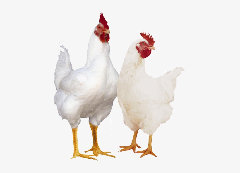 About Us - Broiler Chicken Transparent PNG - 491x561 - Free Download on ...