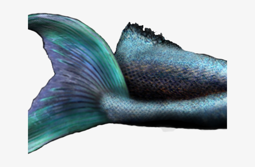 Transparent Mermaid Tail Png Transparent PNG - 640x480 - Free Download ...