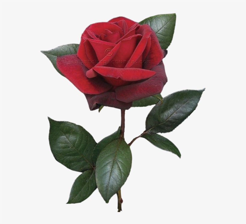 Single Red Rose On Stem - Single Red Rose Bud Transparent PNG - 578x700 ...