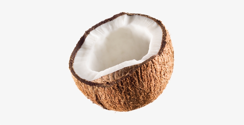 Jax Coco - Coconut Png Transparent PNG - 359x340 - Free Download on NicePNG